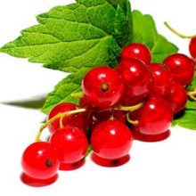 Grosella Roja - Frutas del Bosque