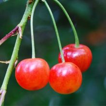 Guindas: Qué son? Beneficios, Propiedades y Todo lo que Debes Saber