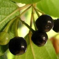 Maqui - Frutas del Bosque