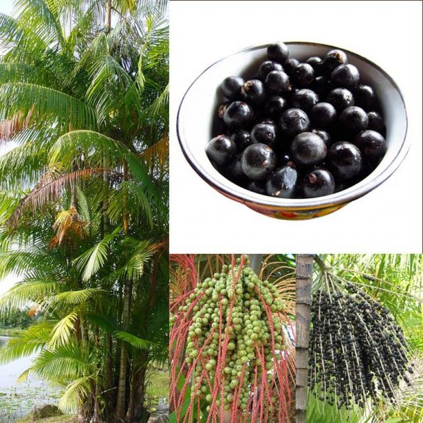 10 Impresionantes Beneficios Para La Salud De Las Bayas De Acai o Açaí ...