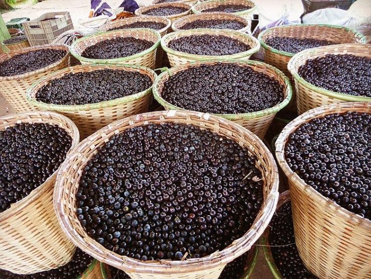 10 Impresionantes Beneficios Para La Salud De Las Bayas De Acai o Açaí ...