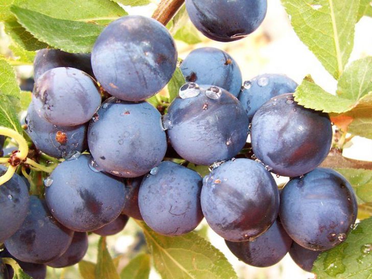 Propiedades de las Endrinas, Fruta del Pacharán, Beneficios y Recetas