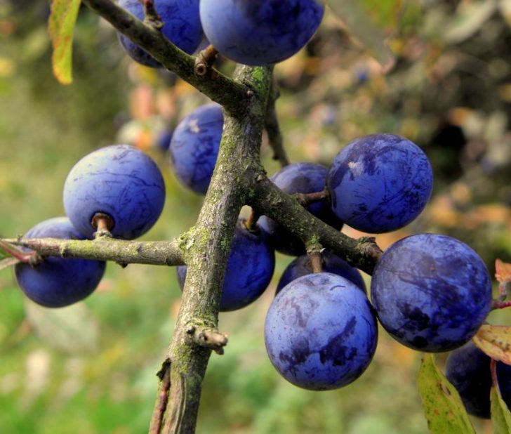 Propiedades de las Endrinas, Fruta del Pacharán, Beneficios y Recetas