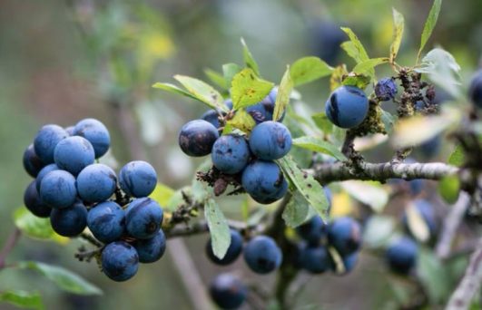 Propiedades de las Endrinas, Fruta del Pacharán, Beneficios y Recetas