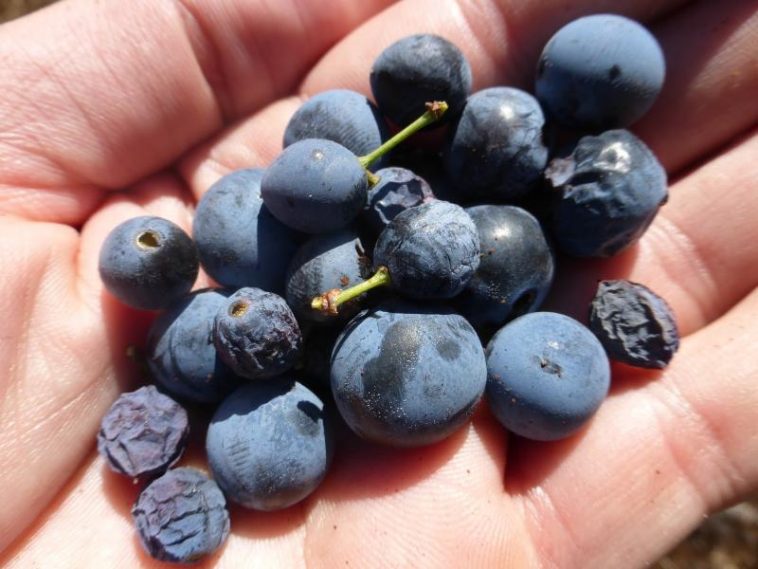 Propiedades de las Endrinas, Fruta del Pacharán, Beneficios y Recetas