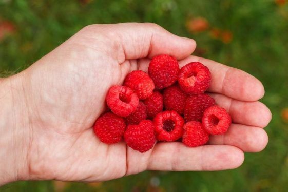 Los 7 Frutos Rojos Más Saludables Que Debes Comer Regularmente - Frutas ...