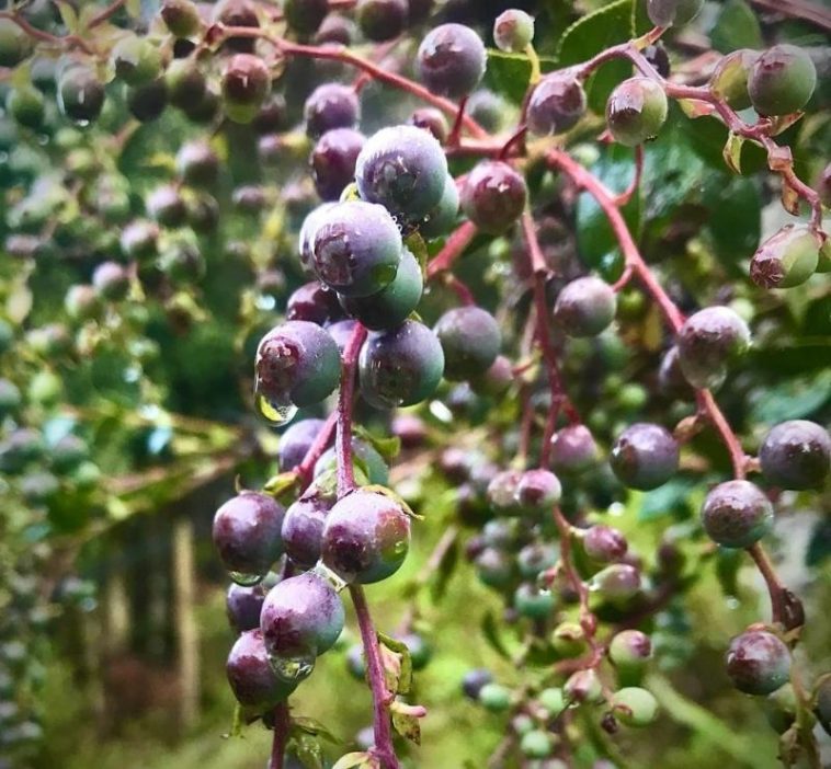 Agraz Fruta: Qué es? Beneficios, Propiedades, el Mortiño para qué sirve