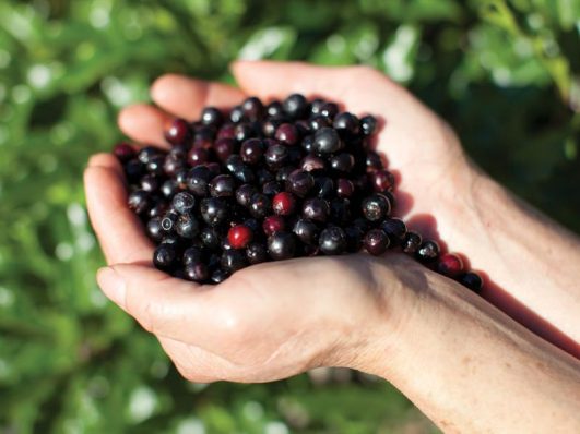 Agraz Fruta: Qué es? Beneficios, Propiedades, el Mortiño para qué sirve