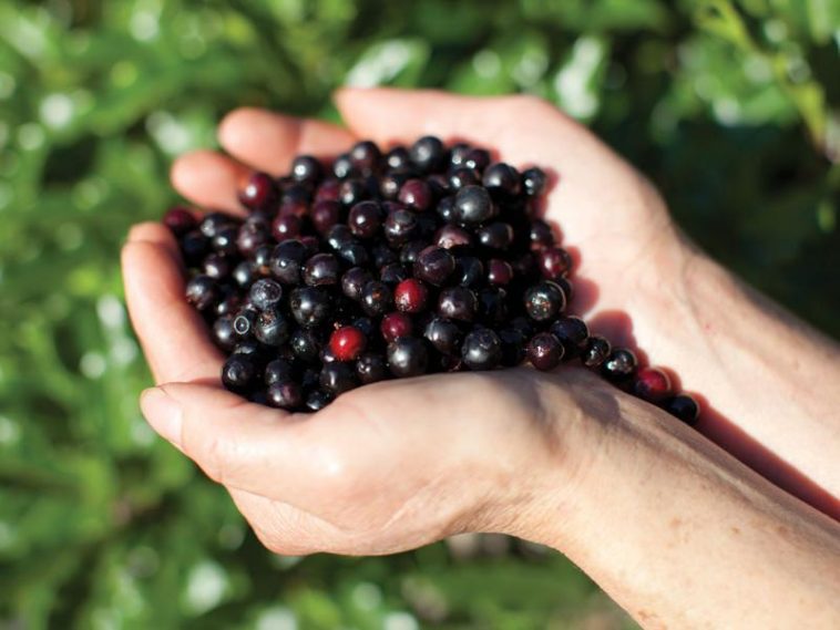 Agraz Fruta: Qué es? Beneficios, Propiedades, el Mortiño para qué sirve
