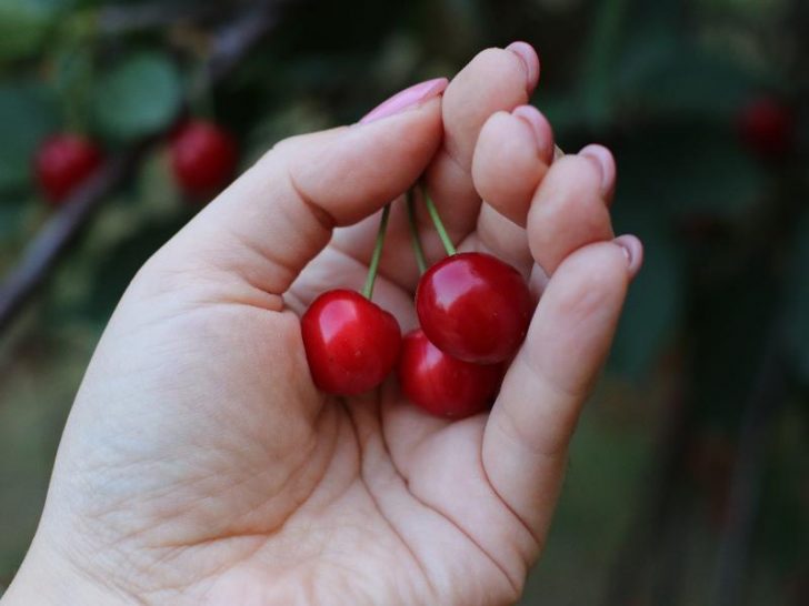 Guindas: Qué son? Beneficios, Propiedades y Todo lo que Debes Saber