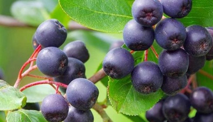 Maqui - Frutas del Bosque