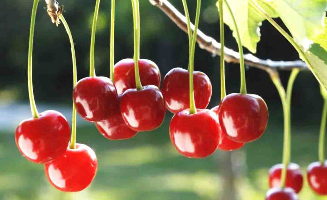 Guindas: Qué son? Beneficios, Propiedades y Todo lo que Debes Saber