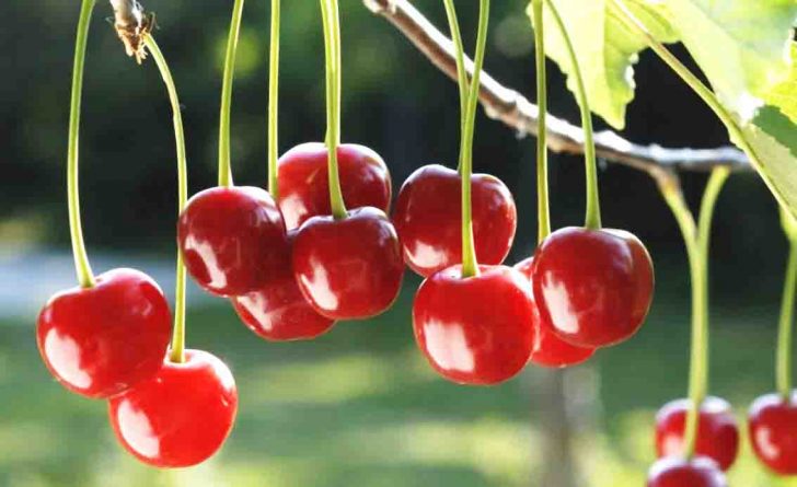 Guindas: Qué son? Beneficios, Propiedades y Todo lo que Debes Saber