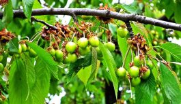 Guindas: Qué son? Beneficios, Propiedades y Todo lo que Debes Saber