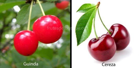 Guindas: Qué son? Beneficios, Propiedades y Todo lo que Debes Saber