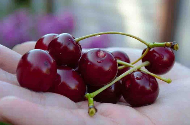 Guindas: Qué son? Beneficios, Propiedades y Todo lo que Debes Saber