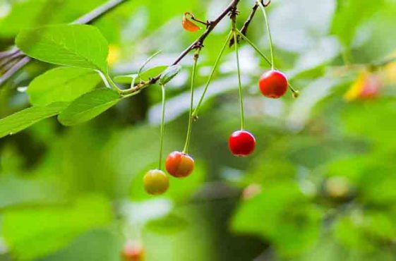 Guindas: Qué son? Beneficios, Propiedades y Todo lo que Debes Saber