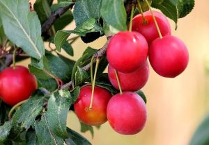 Propiedades de las Endrinas, Fruta del Pacharán, Beneficios y Recetas