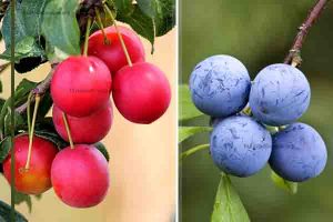 Propiedades de las Endrinas, Fruta del Pacharán, Beneficios y Recetas