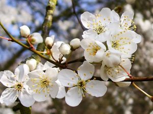 Propiedades de las Endrinas, Fruta del Pacharán, Beneficios y Recetas