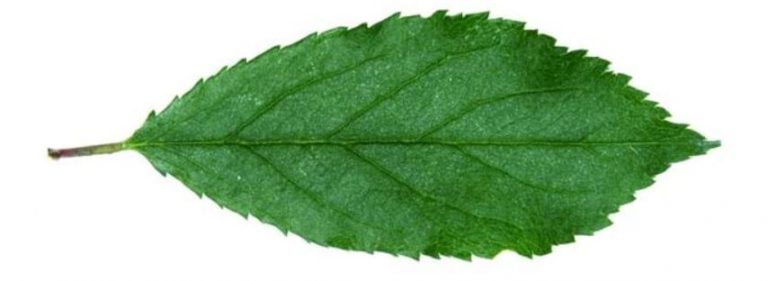 Propiedades de las Endrinas, Fruta del Pacharán, Beneficios y Recetas
