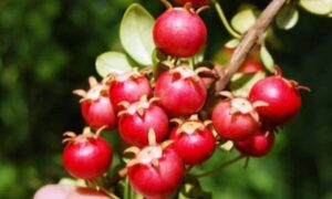 Murta o Murtilla - Frutas del Bosque